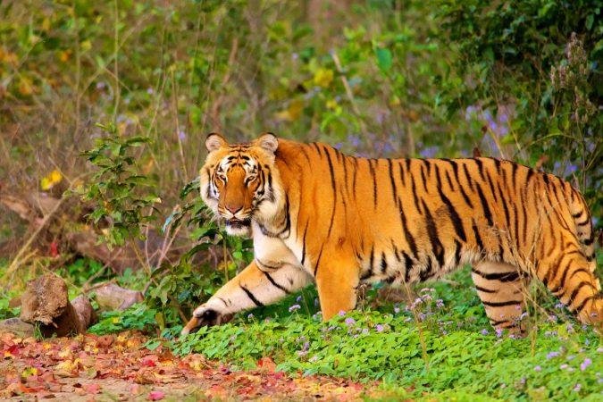 Jim Corbett National Park & Tiger Reserve Uttarakhand | Tourism Info