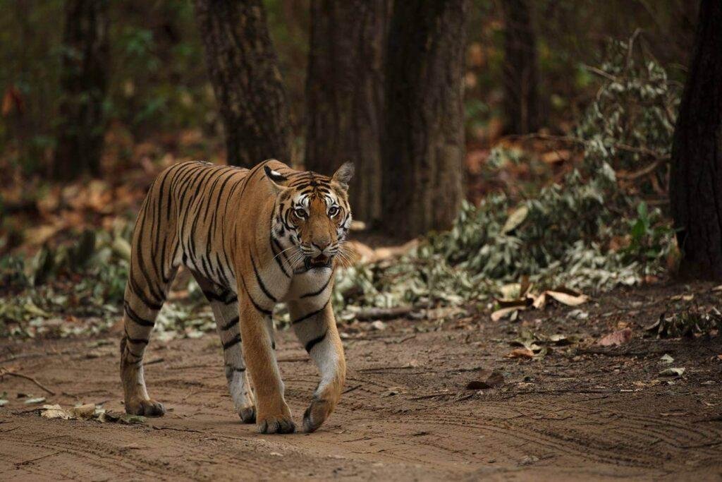 Kanha National Park & Tiger Reserve Madhya Pradesh | Tourism Information