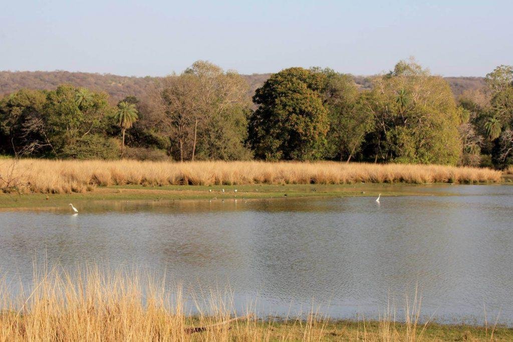 Ranthambore National Park & Tiger Reserve Rajasthan | Tourism Info