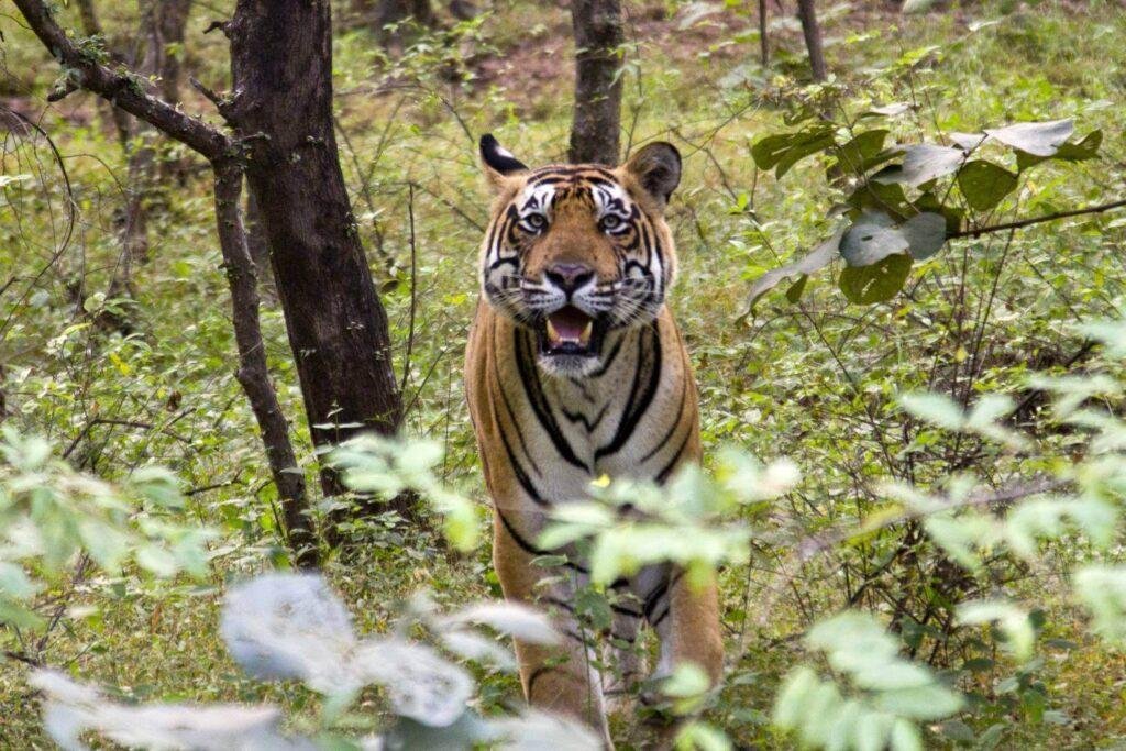 How to Plan a Ranthambore Jungle Safari Tour? | Bon Travel India