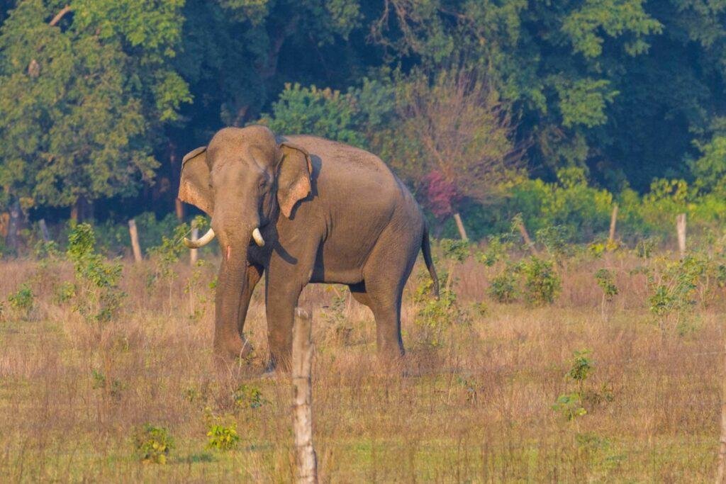 Rajaji National Park Jungle Safari Tour Package | Uttarakhand
