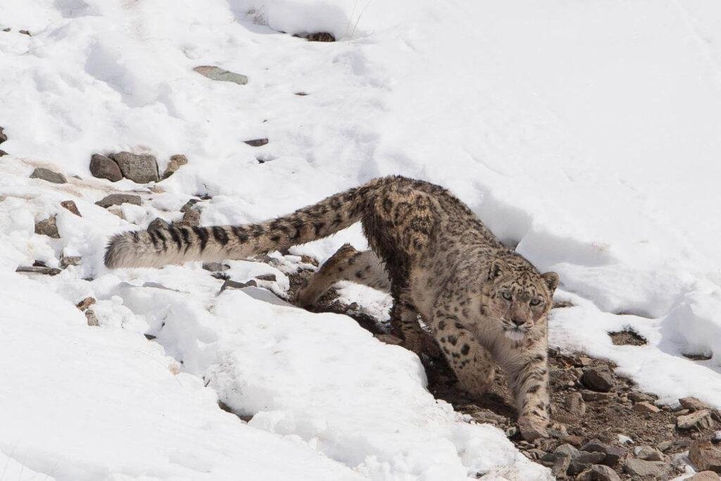 Snow Leopard Trek | Snow Leopard Trekking Tour Ladakh | Bon Travel India