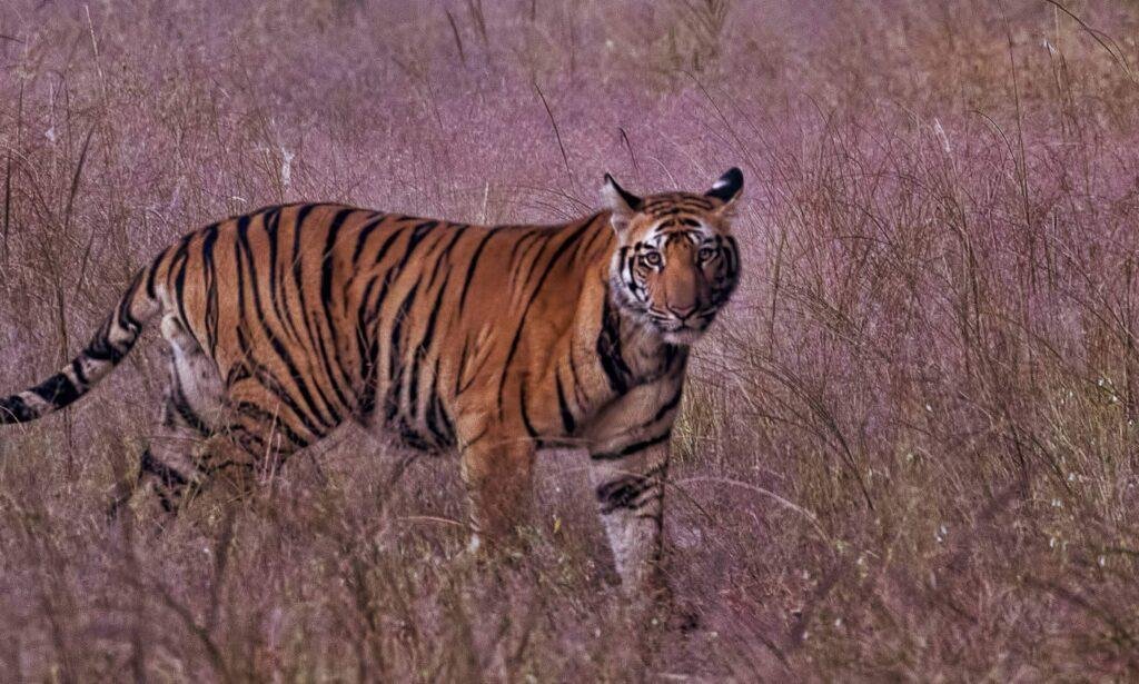 Bandhavgarh National Park & Tiger Reserve Madhya Pradesh