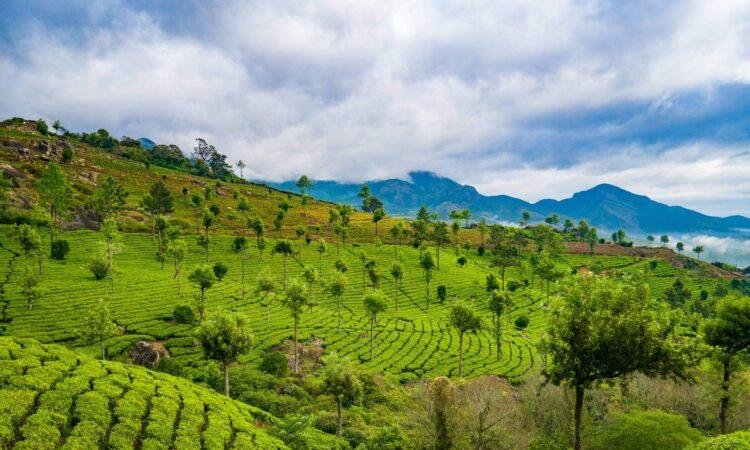 16 Best Places to Visit in Munnar Hill Station in Kerala | Bon Travel India