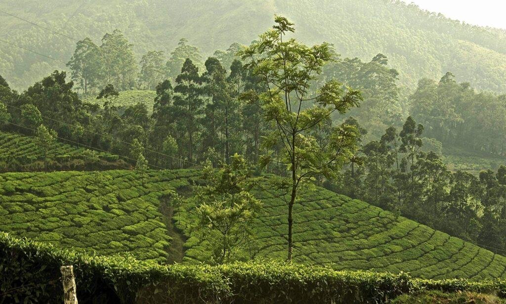 Munnar Tourism – Best Tourist Places in Munnar Hill Station | Bon ...