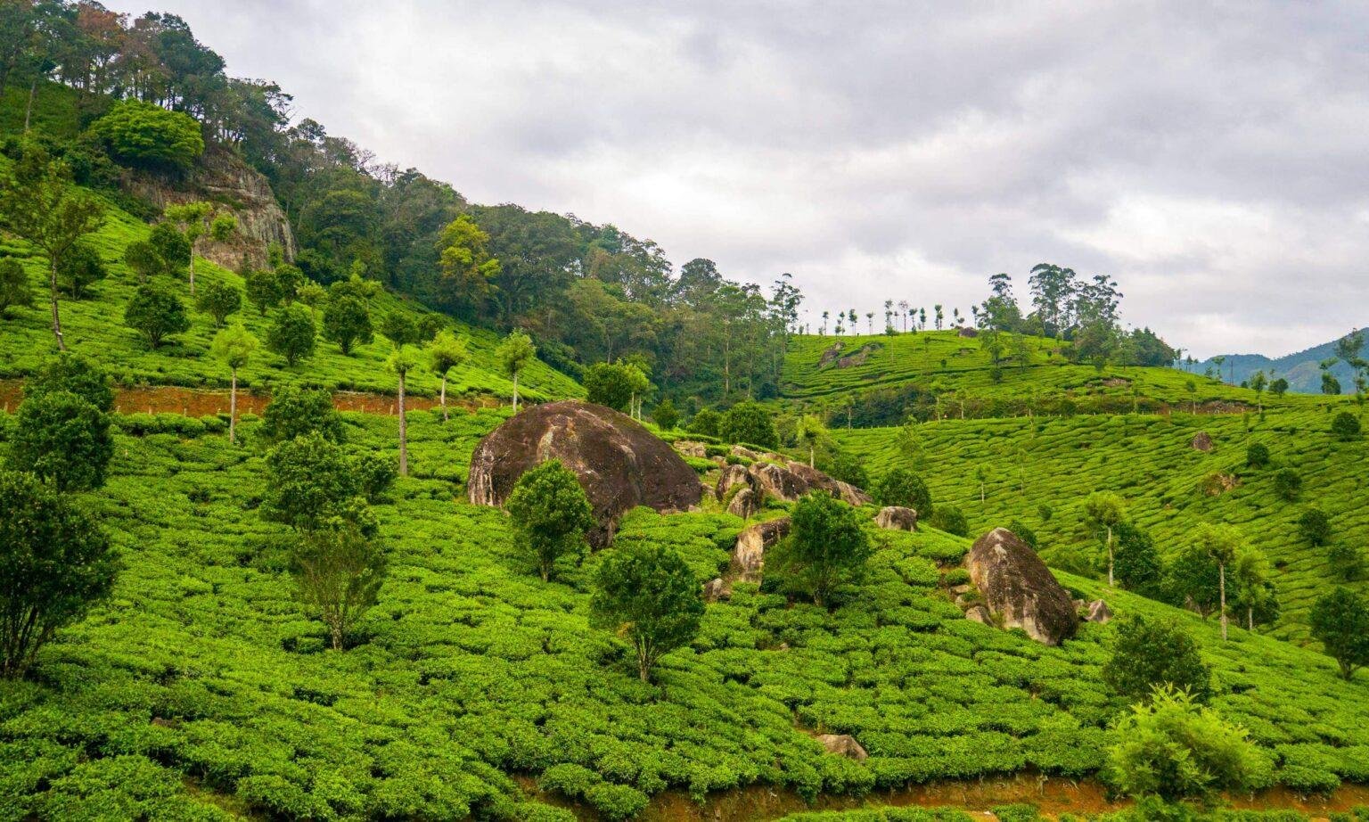 16 Best Places to Visit in Munnar Hill Station in Kerala | Bon Travel India