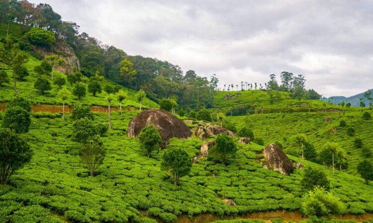 16 Best Places to Visit in Munnar Hill Station in Kerala | Bon Travel India