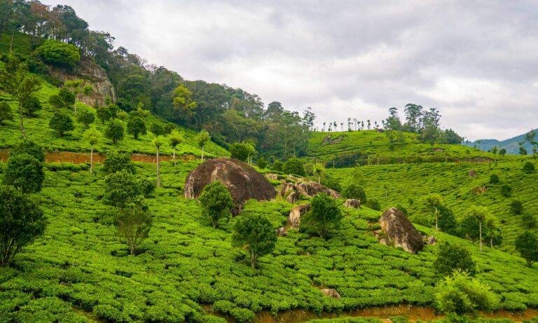 16 Best Places to Visit in Munnar Hill Station in Kerala | Bon Travel India