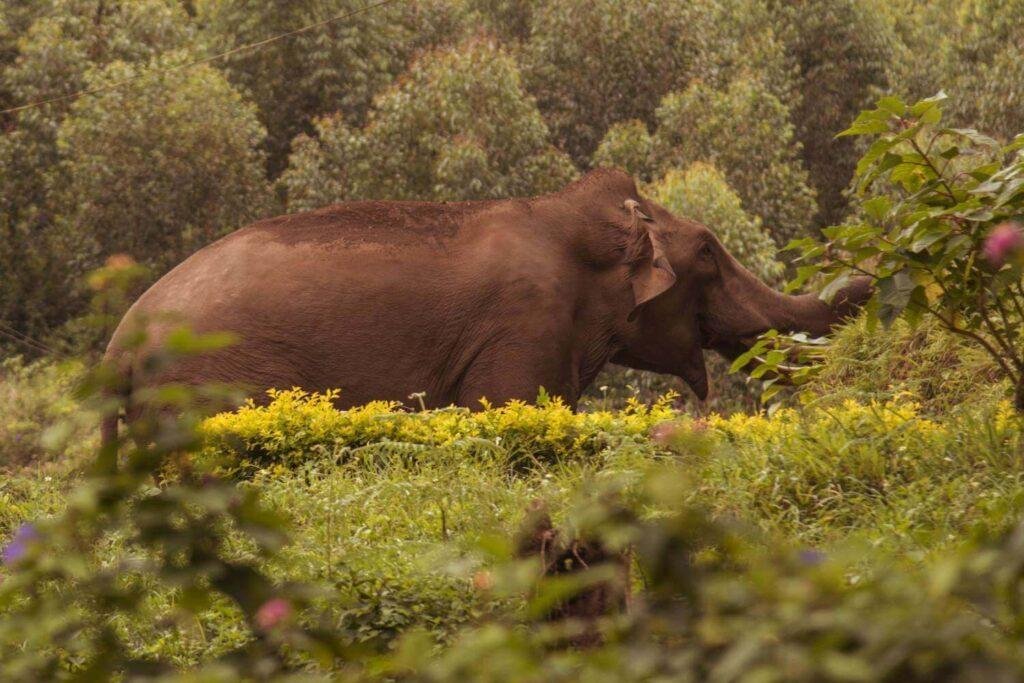 15 Top Things to Do in Kerala | Kerala Tourism | Bon Travel India