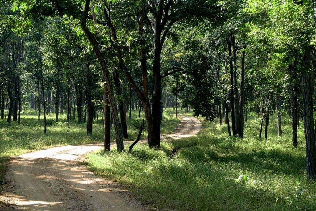 Pench National Park & Tiger Reserve, Madhya Pradesh