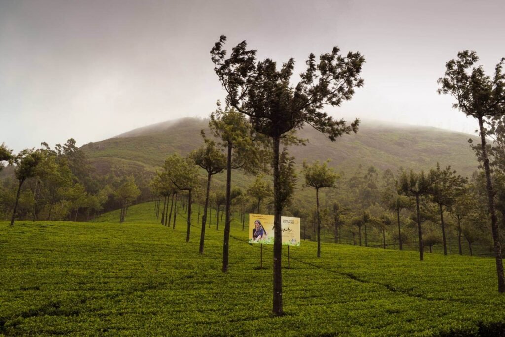 16 Best Places to Visit in Munnar Hill Station in Kerala | Bon Travel India