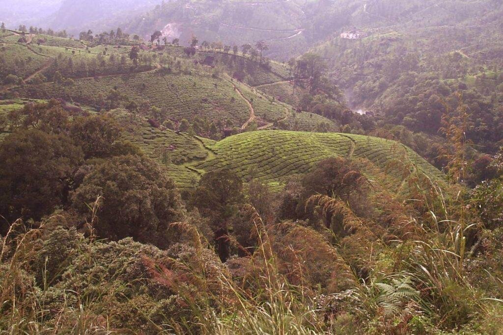 16 Best Places to Visit in Munnar Hill Station in Kerala | Bon Travel India