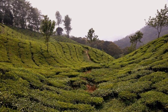 16 Best Places to Visit in Munnar Hill Station in Kerala | Bon Travel India