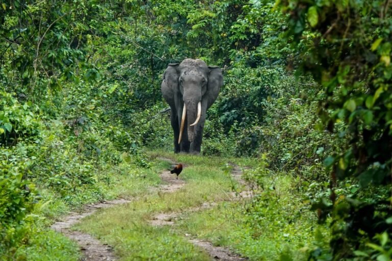 Manas National Park Assam- Flora, Fauna & Best Time to Visit
