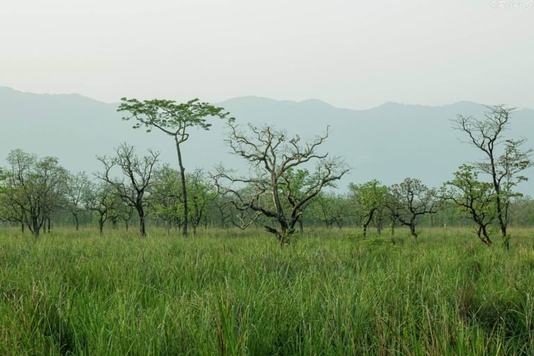 Manas National Park Assam- Flora, Fauna & Best Time to Visit