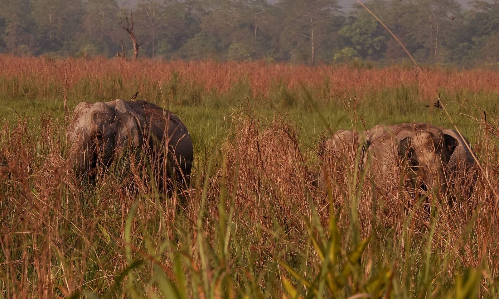 Manas National Park Assam- Flora, Fauna & Best Time to Visit