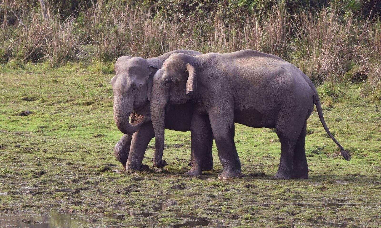 Top 8 Destinations for Spotting Elephants in India | Bon Travel India