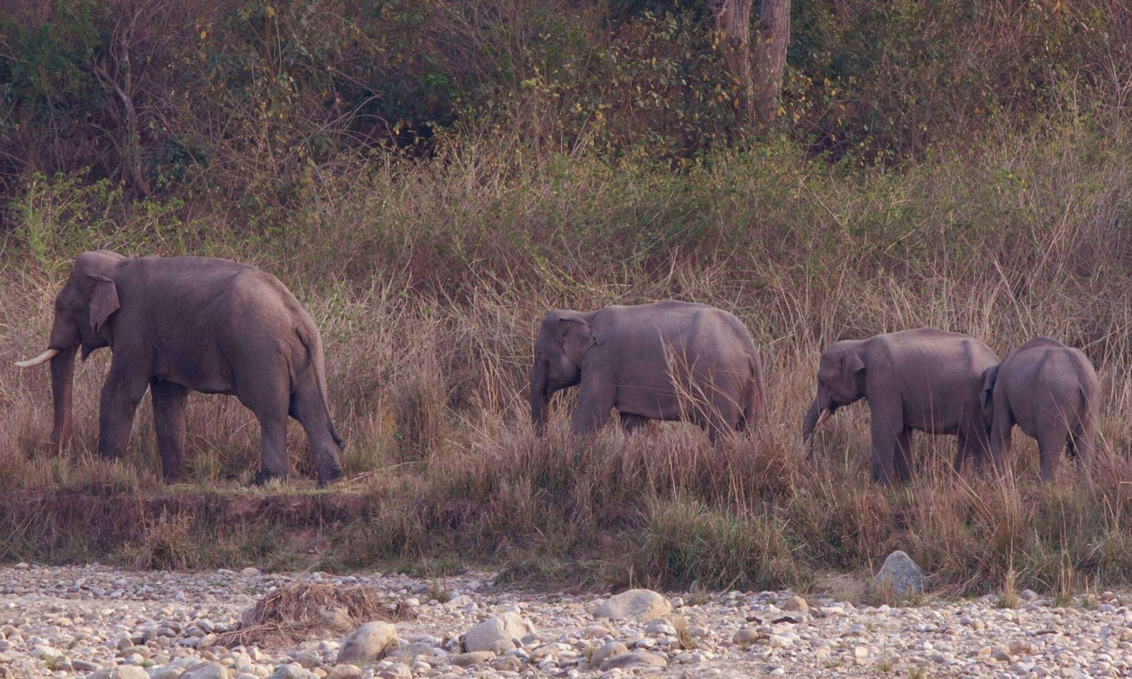 Top 8 Destinations for Spotting Elephants in India | Bon Travel India