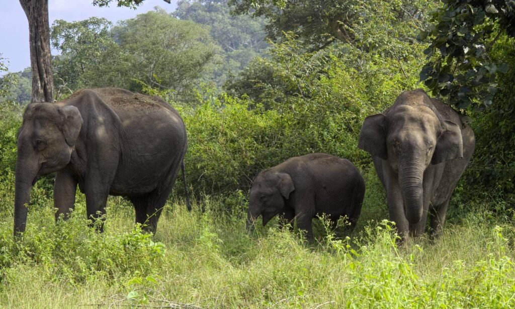 Bandipur National Park & Tiger Reserve, Karnataka | Bon Travel India