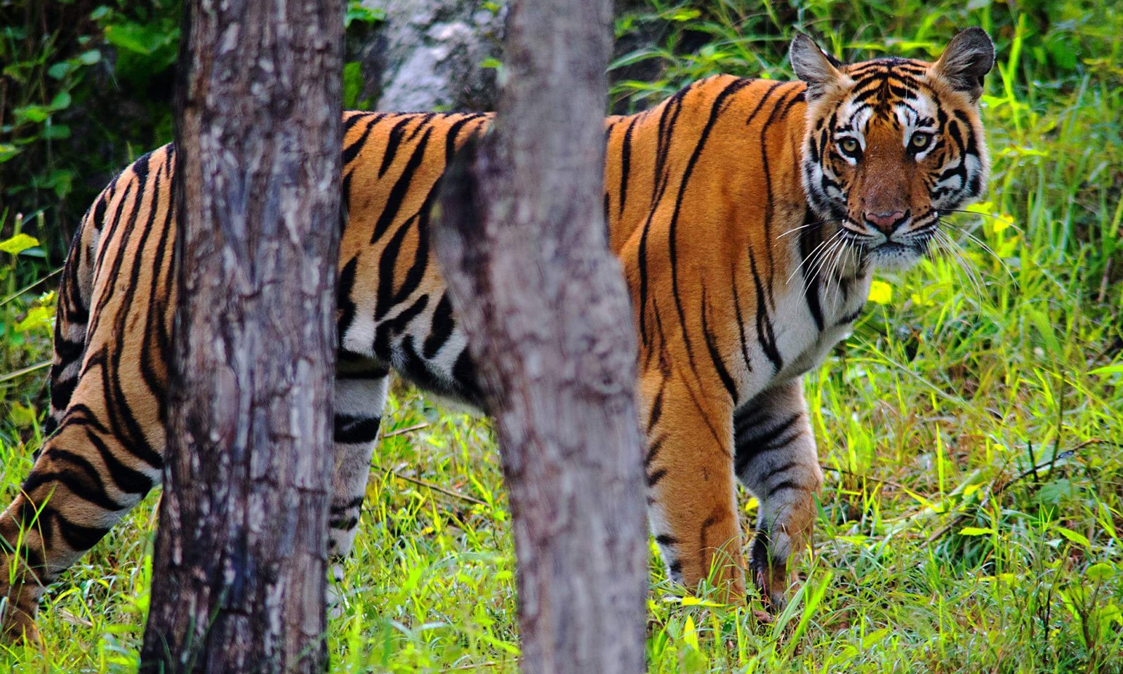 Bandipur National Park & Tiger Reserve, Karnataka | Bon Travel India